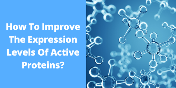 How To Improve The Expression Levels Of Active Proteins? - Biomatik