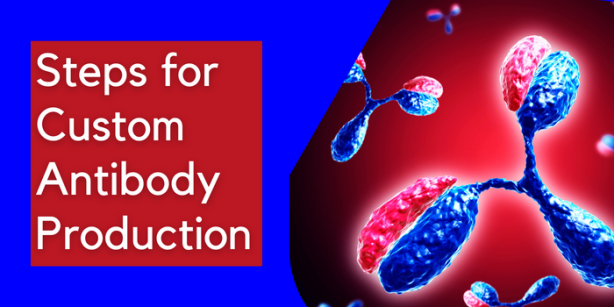 Steps for Custom Antibody Production - Biomatik