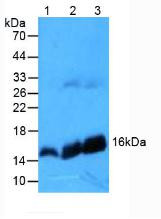 Hemoglobin Beta (HBb) Polyclonal Antibody, Cat#CAU23579 - Biomatik
