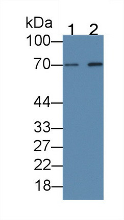 Beta-Site APP Cleaving Enzyme 1 (bACE1) Monoclonal Antibody, Cat# ...