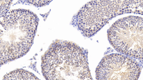 Heat Shock 70kDa Protein 5 (HSPA5) Monoclonal Antibody, Cat#CAU33604 ...