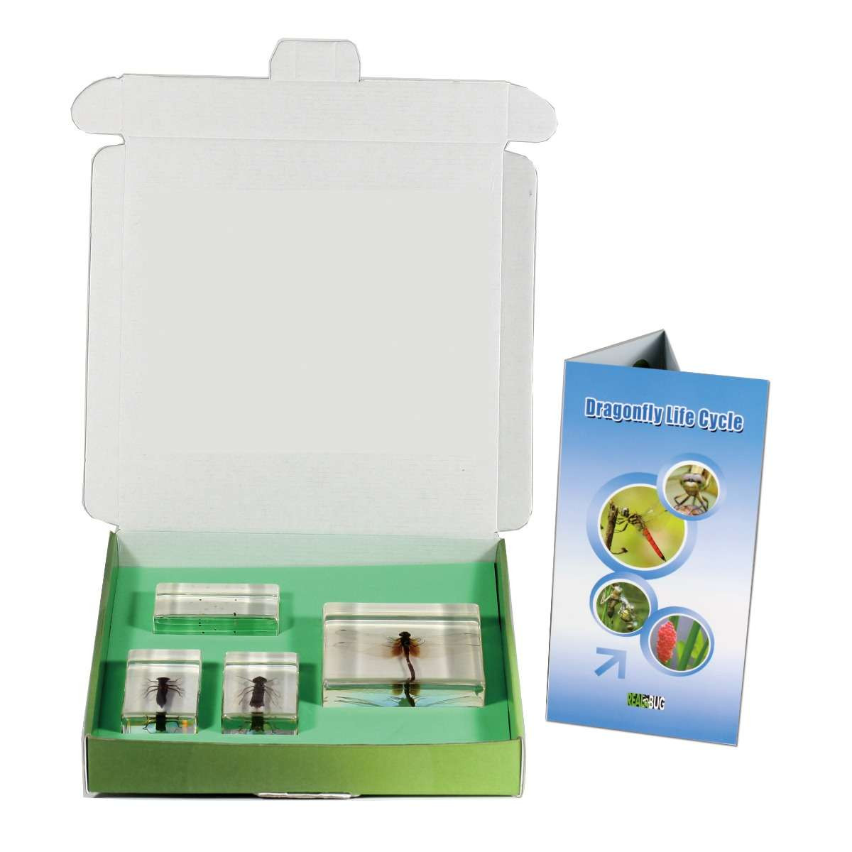Biology #8 Bacterial Transformation Kit | Geyer Instructional Products
