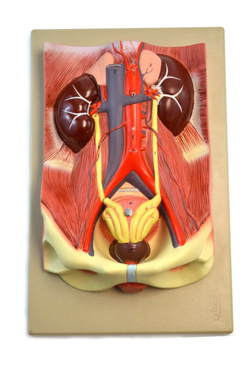 Male Urinary System Model | Geyer Instructional Products