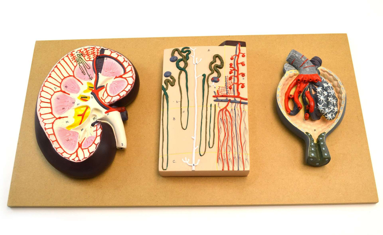 Human Kidney Section Model; 3X Life | Geyer Instructional Products
