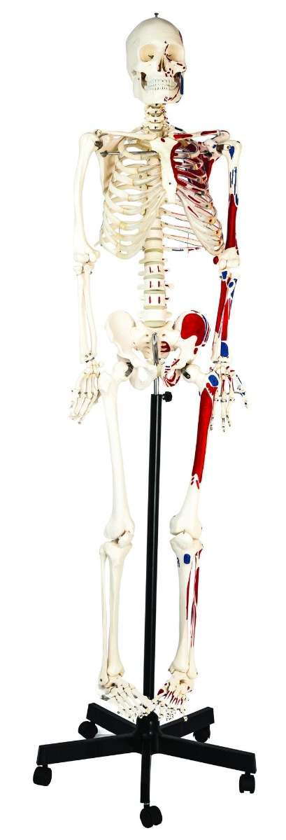 Full-Size Skeleton w/Muscles & Ligaments | Geyer Instructional Products