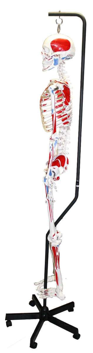 Full-Size Skeleton w/Muscles & Ligaments | Geyer Instructional Products