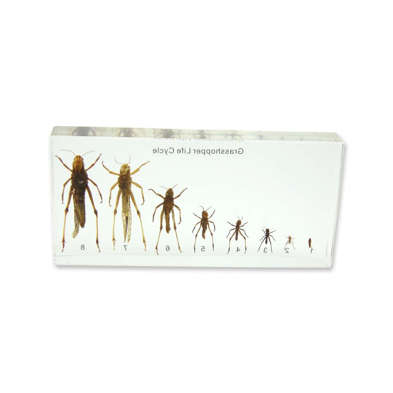 Life Cycle of Grasshopper-Specimen kit | Geyer Instructional Products Life Cycle of Grasshopper-Specimen kit | Geyer Instructional Products