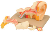 Giant Human Ear Model | Geyer Instructional Products