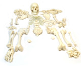 Life-Sized Human Skeleton Model | Geyer Instructional Products