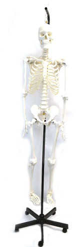 Life-Sized Human Skeleton Model | Geyer Instructional Products