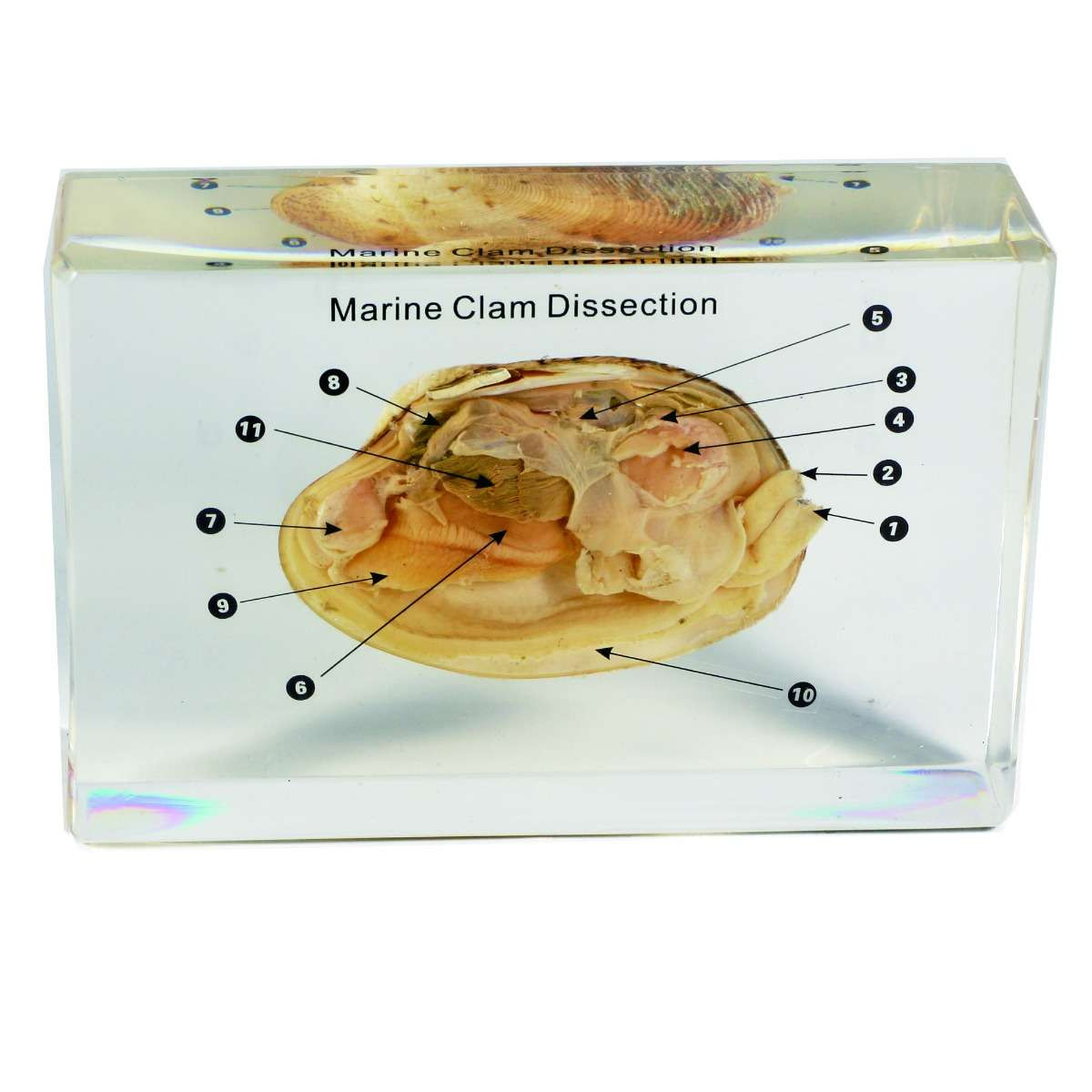 Fish Dissection specimen block | Geyer Instructional Products