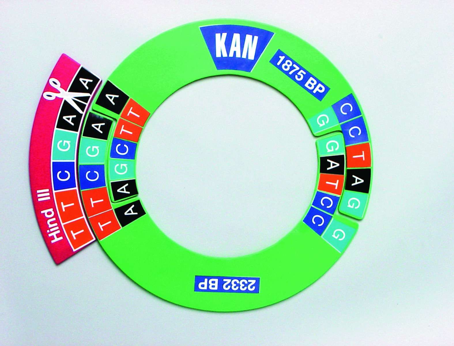 DNA Model, Pre-Assembled | Geyer Instructional Products