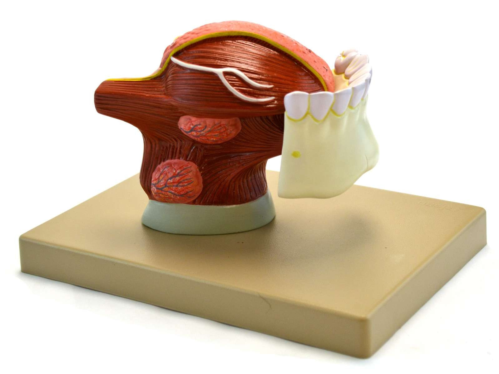 Human Nose Anatomical Model, Longitudinal Section, 2 Times Life Size ...