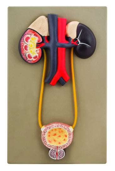 Human Urinary Organs Model | Geyer Instructional Products