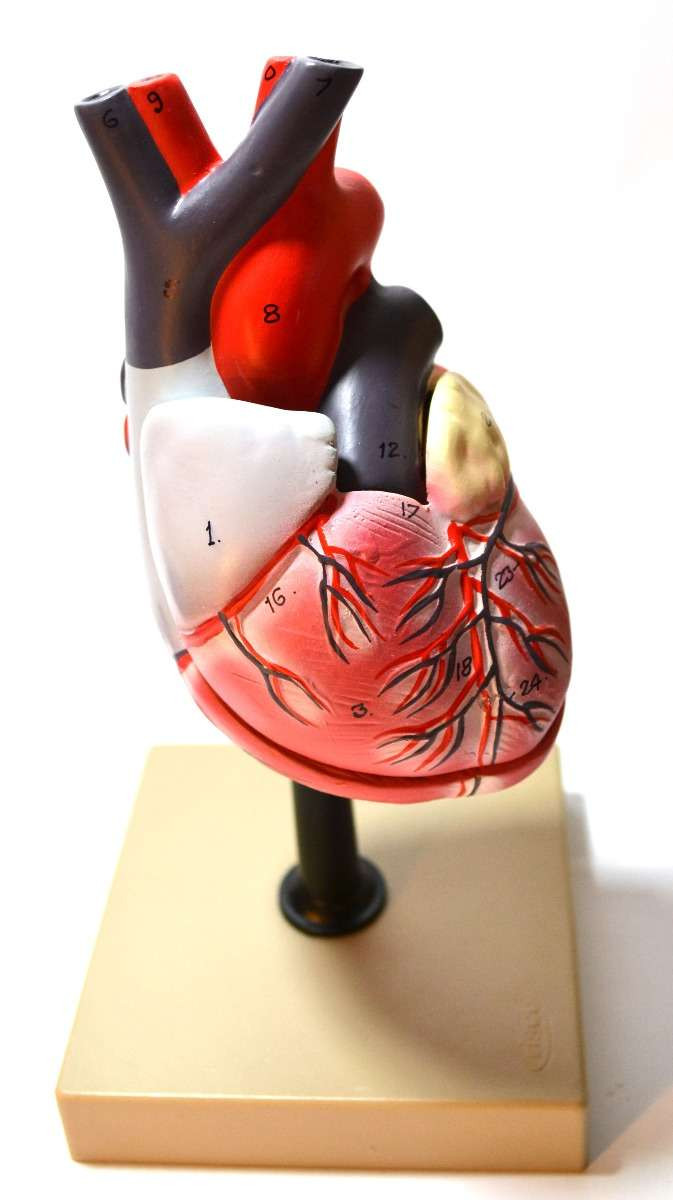Human Heart Model | Geyer Instructional Products