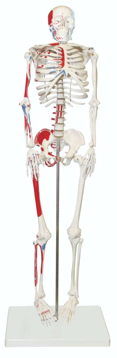 Full-Size Skeleton w/Muscles & Ligaments | Geyer Instructional Products