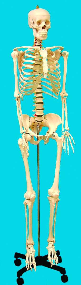 Life-Sized Human Skull Model | Geyer Instructional Products