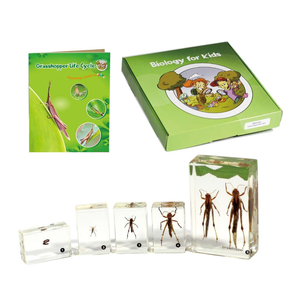 Life Cycle of Grasshopper-Specimen kit | Geyer Instructional Products