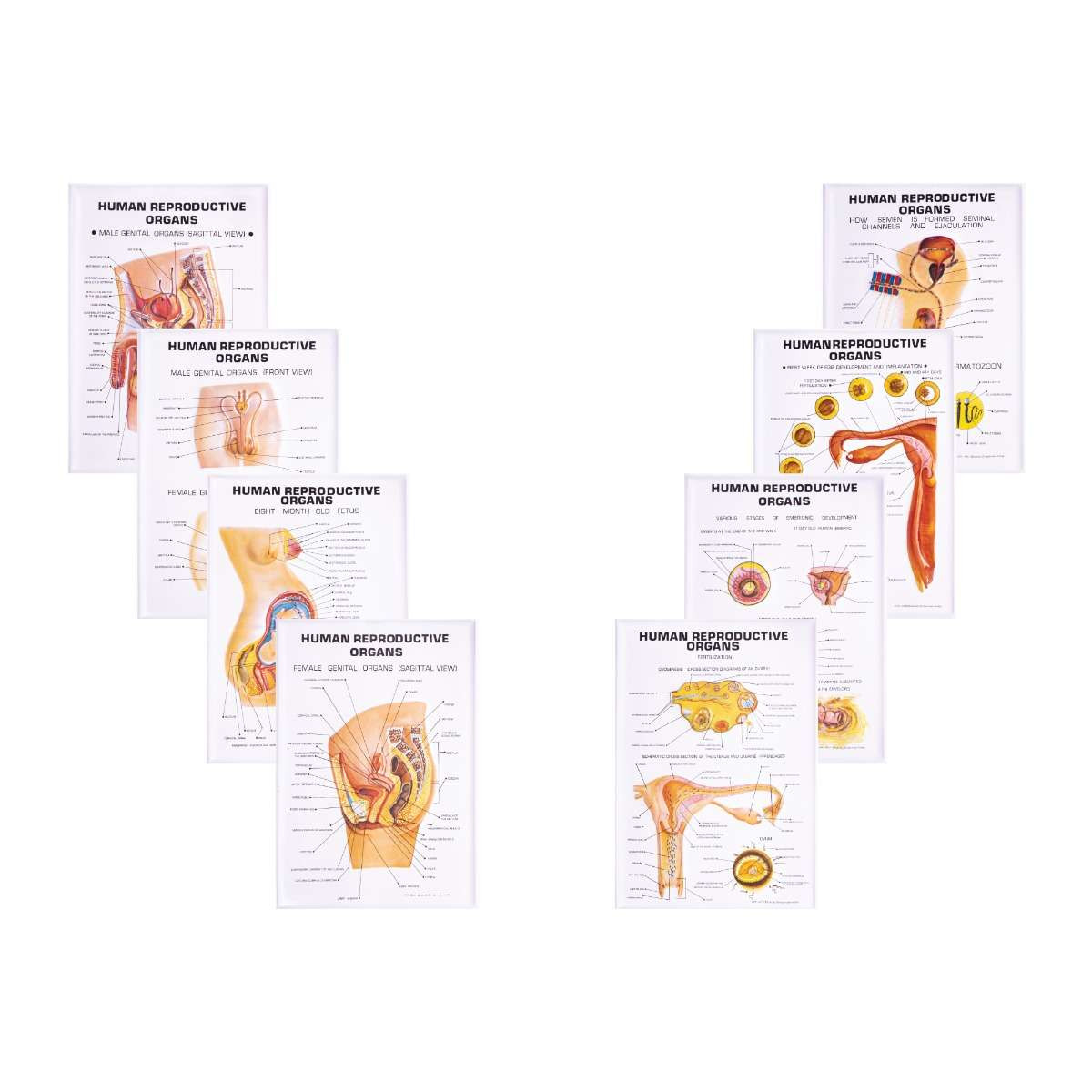 Human Female Reproductive Model, Ovary | Geyer Instructional Products