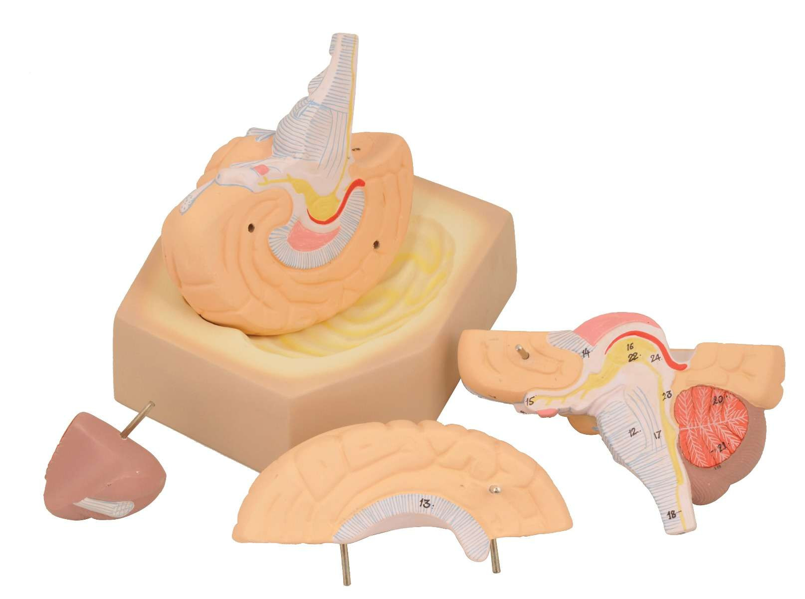 Color-Coded Human 4 Part Brain | Geyer Instructional Products