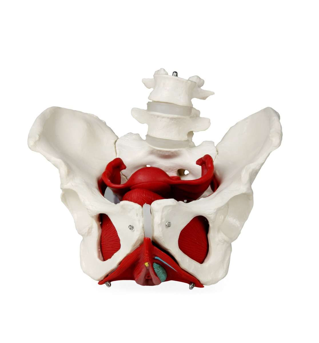 Female Pelvis / Pelvic Skeleton Bone Model | Geyer Instructional Products