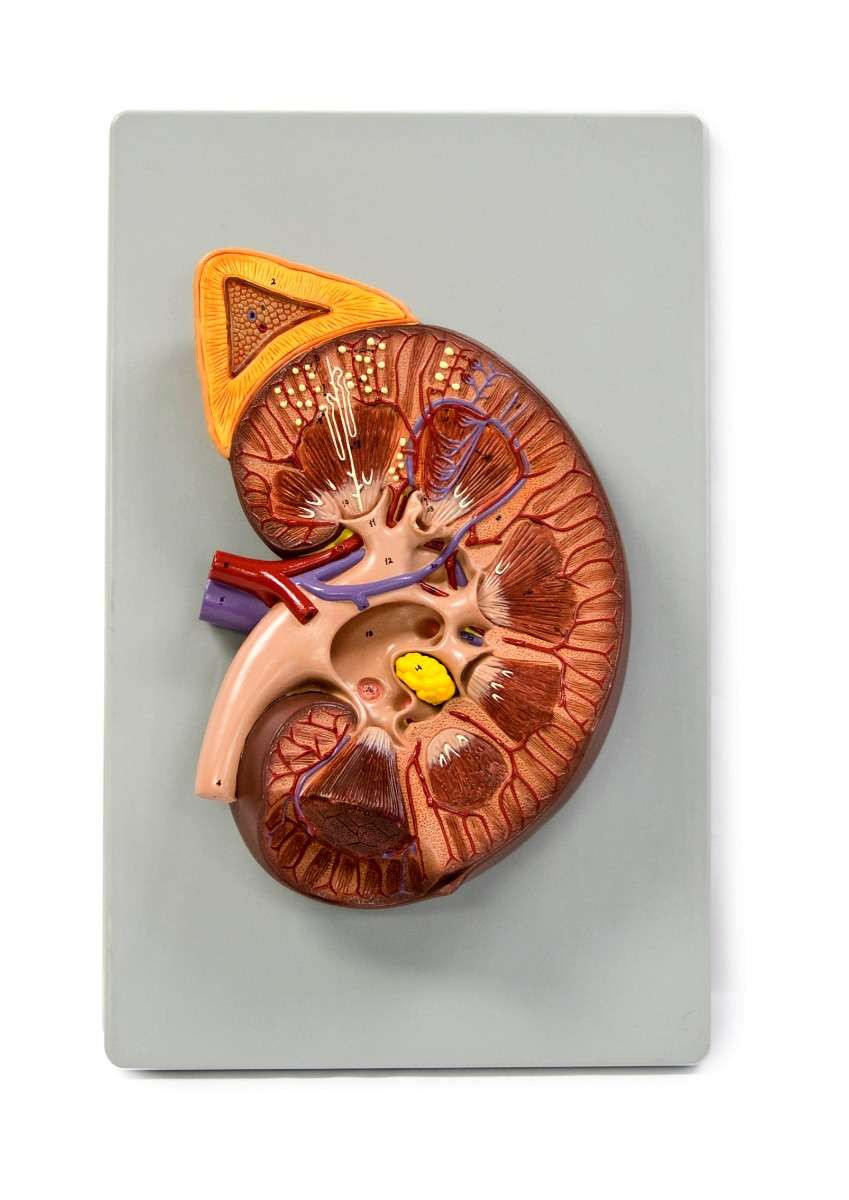 Human Kidney Section Model; 3X Life | Geyer Instructional Products