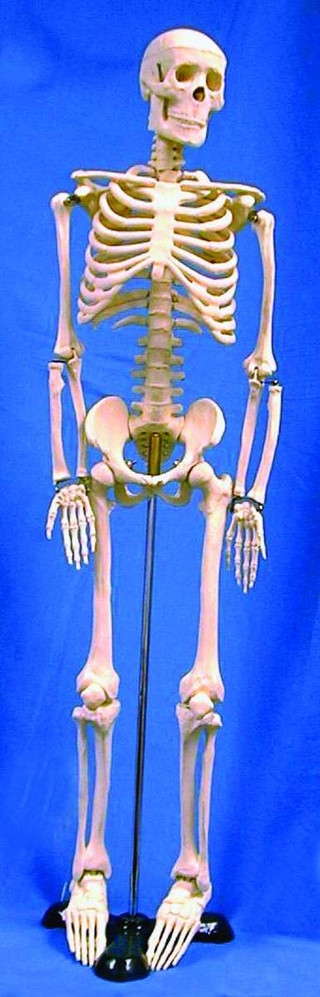 Life-Sized Human Skeleton Model | Geyer Instructional Products