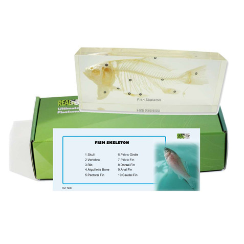 Fish skeleton specimen block | Geyer Instructional Products