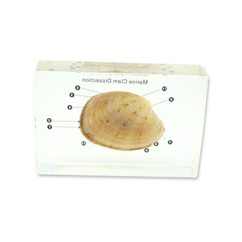 Clam Dissection specimen kit | Geyer Instructional Products