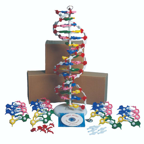 DNA Model, Pre-Assembled | Geyer Instructional Products