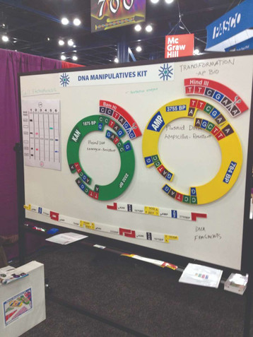 DNA Manipulatives Kit | Geyer Instructional Products