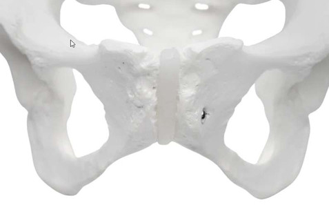 Female Pelvis / Pelvic Skeleton Bone Model | Geyer Instructional Products