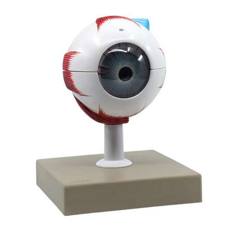 Human Eye Model, 7 Parts, 3 Times Enlarged - Hand Painted | Geyer ...