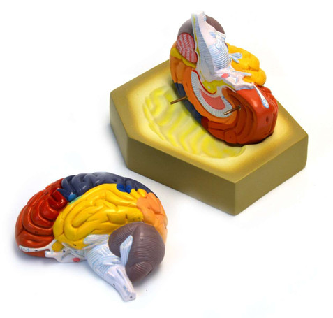 Colored Human Brain Model - Life size | Geyer Instructional Products