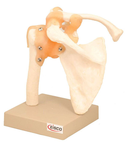 Human Shoulder Joint Model | Geyer Instructional Products