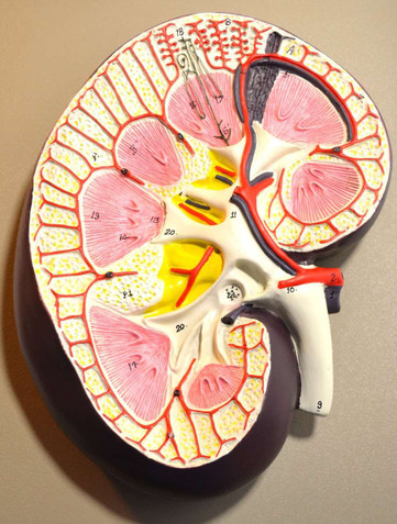 Human Kidney Section Model; 3X Life | Geyer Instructional Products