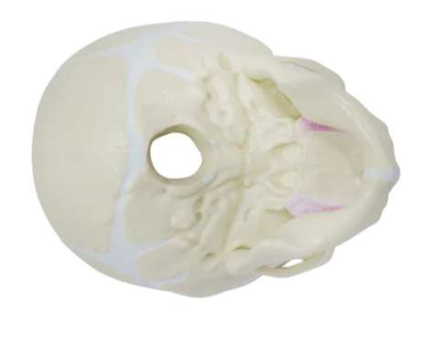 Artificial Infant Skull Model | Geyer Instructional Products