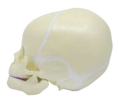 Artificial Infant Skull Model | Geyer Instructional Products