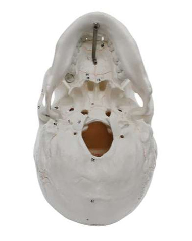 Human Skull Model | Geyer Instructional Products