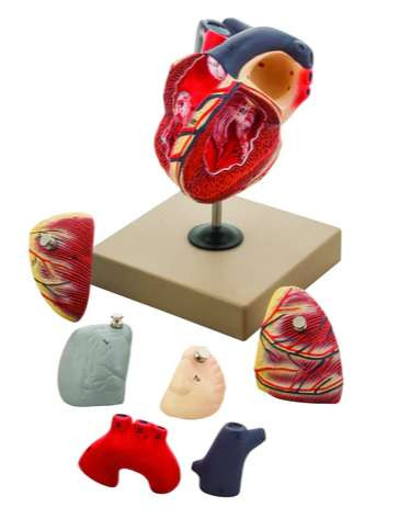 Human Heart Model | Geyer Instructional Products