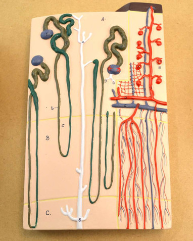 Human Kidney Section Model- Nephrons & Blood Vessels & Kidney ...