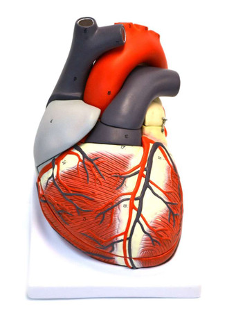 Giant Human Heart Model | Geyer Instructional Products