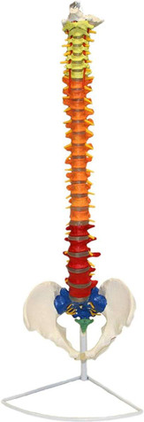 Color-Coded Spinal Column | Geyer Instructional Products