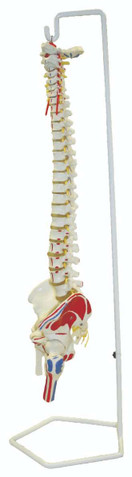 Flexible Spinal Column | Geyer Instructional Products
