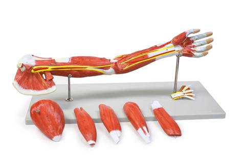 Muscles of the Human Arm, 7 Parts | Geyer Instructional Products