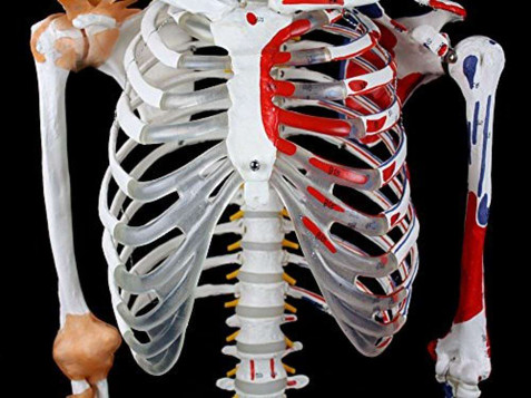 Full-Size Skeleton w/Muscles & Ligaments | Geyer Instructional Products