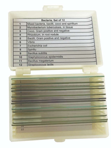 Bacteria Slide, Set of 12 | Geyer Instructional Products