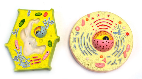 Model Plant and Animal Cell Comparison - Eisco Labs | Geyer ...