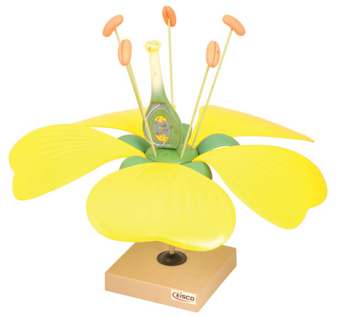 Typical Flower Model - Eisco Labs | Geyer Instructional Products