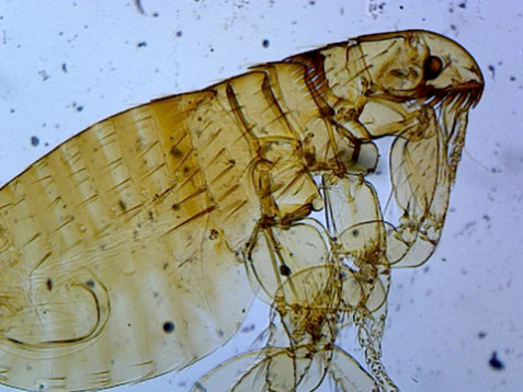 flea face under microscope